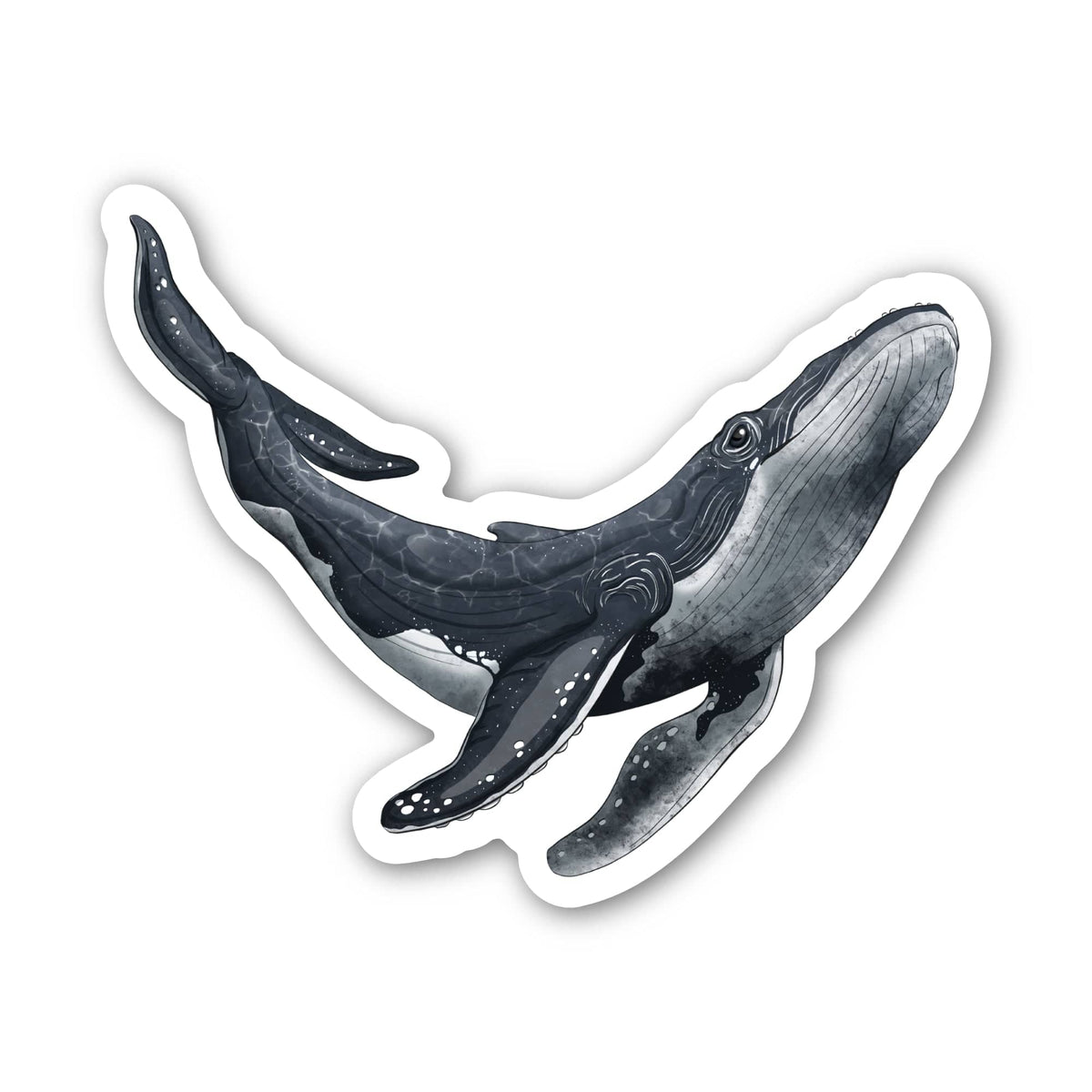 Humpback Whale Sticker – Big Moods